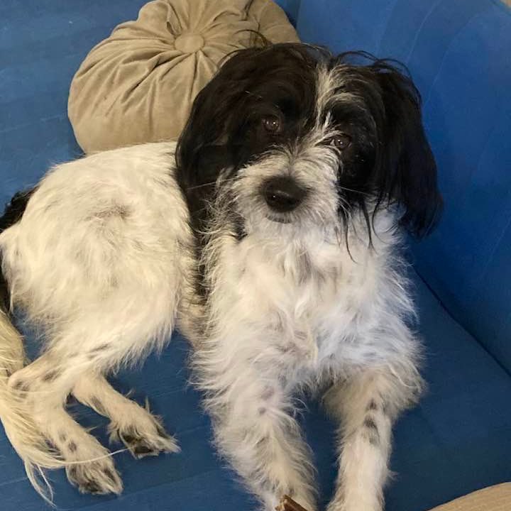 Ramino Più - Il gioco di Ramino | by Spaghetti Interactive